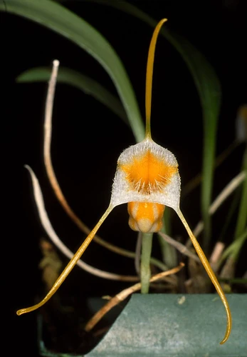 Masdevallia aurea | Orchids Wiki | Fandom