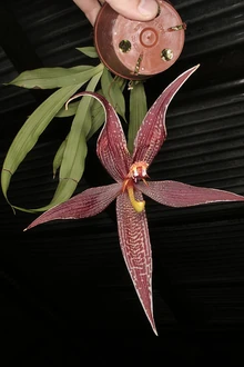 Paphinia posadarum | Orchids Wiki | Fandom