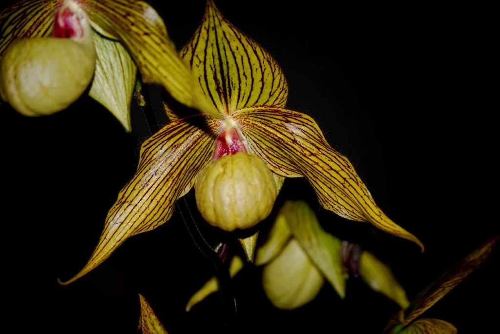 Paphiopedilum Harold Koopowitz | Orchids Wiki | Fandom