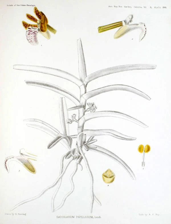 Acampe | Orchids Wiki | Fandom