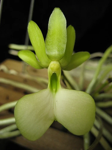 Dendrophylax funalis | Orchids Wiki | Fandom