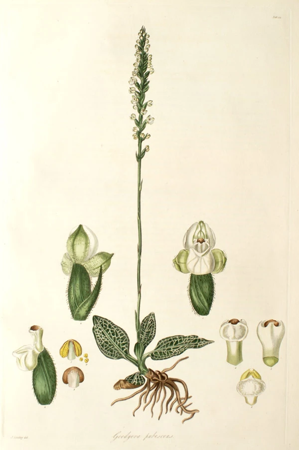 Goodyera | Orchids Wiki | Fandom