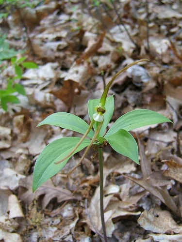 Isotria verticillata | Orchids Wiki | Fandom