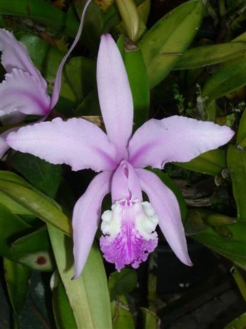 Cattleya intermedia | Orchids Wiki | Fandom