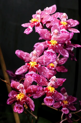 Wilsonara | Orchids Wiki | Fandom