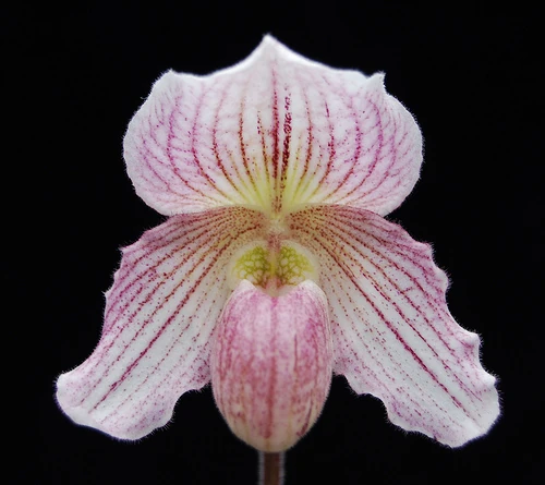Paphiopedilum Angela | Orchids Wiki | Fandom
