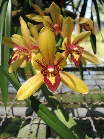 Cymbidium Lilliput | Orchids Wiki | Fandom