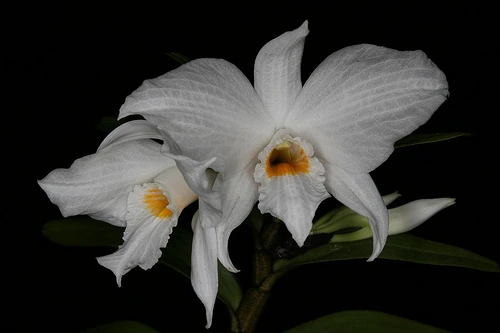 Dendrobium infundibulum | Orchids Wiki | Fandom