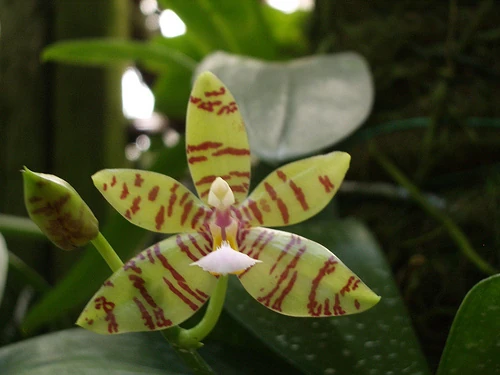 Phalaenopsis Golden Pride | Orchids Wiki | Fandom