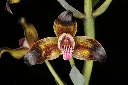 Grammangis spectabilis | Orchids Wiki | Fandom