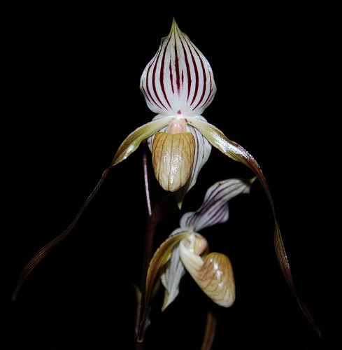 Paphiopedilum Mount Toro | Orchids Wiki | Fandom
