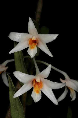 Dendrobium singkawangense | Orchids Wiki | Fandom