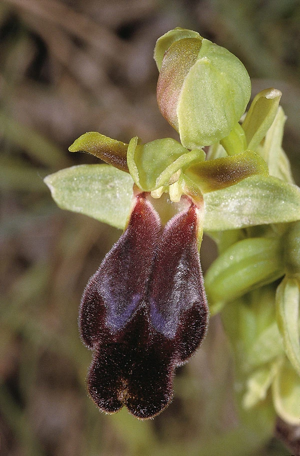 Ophrys fusca | Orchids Wiki | Fandom