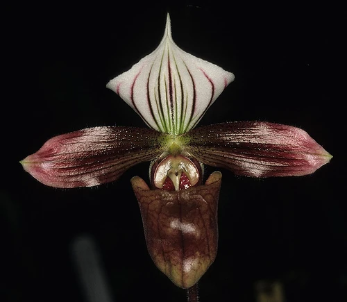 Paphiopedilum purpuratum | Orchids Wiki | Fandom