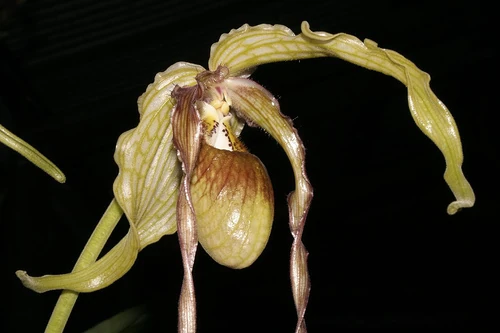 Phragmipedium caudatum | Orchids Wiki | Fandom