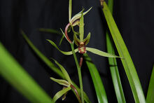 Cymbidium kanran | Orchids Wiki | Fandom