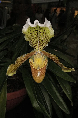 Paphiopedilum insigne | Orchids Wiki | Fandom