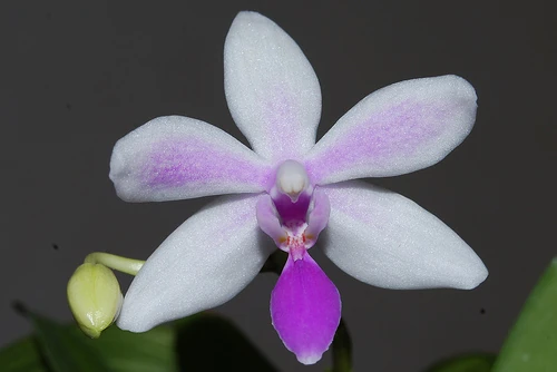 Phalaenopsis Mahinhin | Orchids Wiki | Fandom