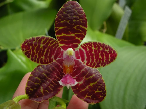 Phalaenopsis Red Jaguar | Orchids Wiki | Fandom