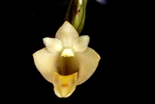 Dendrobium leonis | Orchids Wiki | Fandom