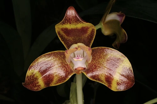 Grammangis ellisii | Orchids Wiki | Fandom