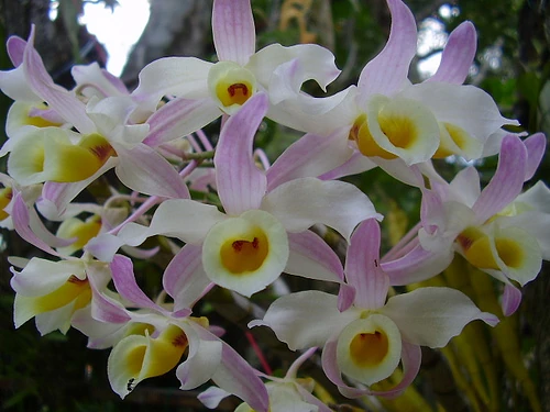 Dendrobium signatum | Orchids Wiki | Fandom