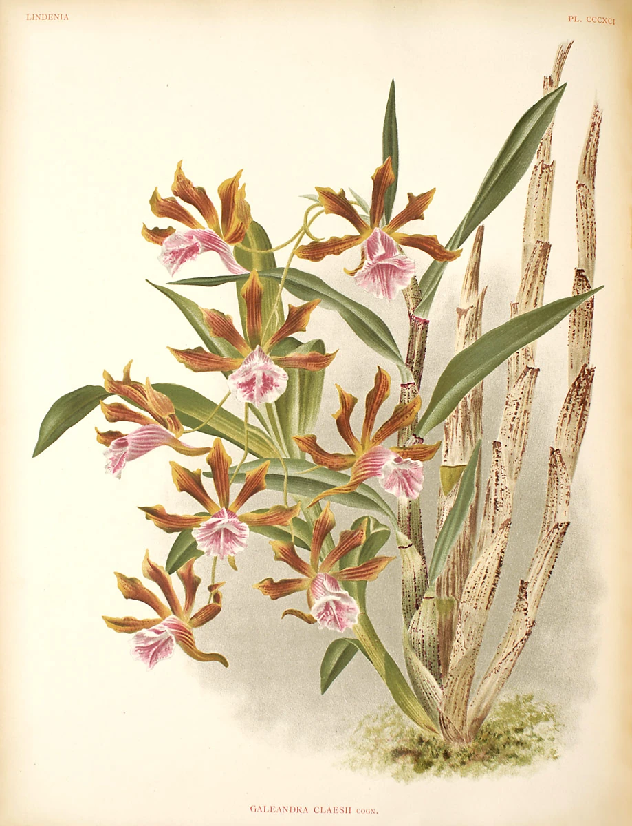 Galeandra | Orchids Wiki | Fandom