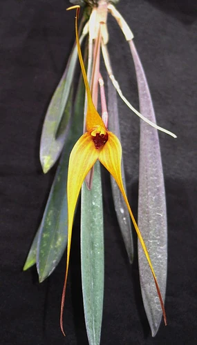 Masdevallia caesia | Orchids Wiki | Fandom