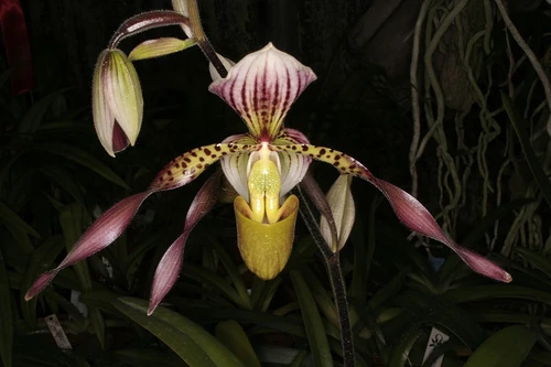 Paphiopedilum Lebaudyanum | Orchids Wiki | Fandom
