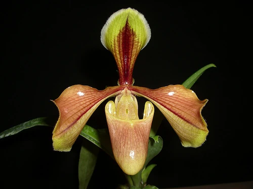 Paphiopedilum villosum | Orchids Wiki | Fandom