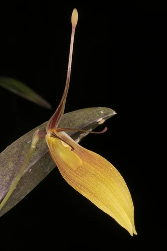 Restrepia jesupiana | Orchids Wiki | Fandom