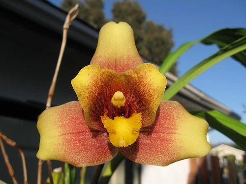 Lycaste Dakota Smith | Orchids Wiki | Fandom