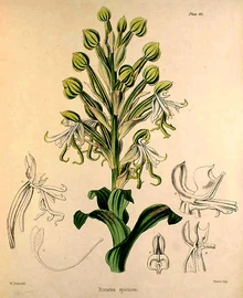 Bonatea | Orchids Wiki | Fandom