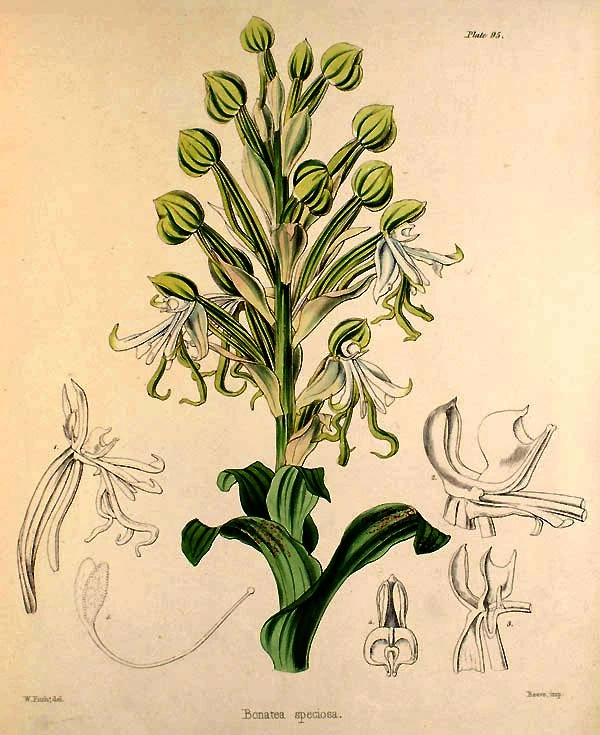 Bonatea | Orchids Wiki | Fandom