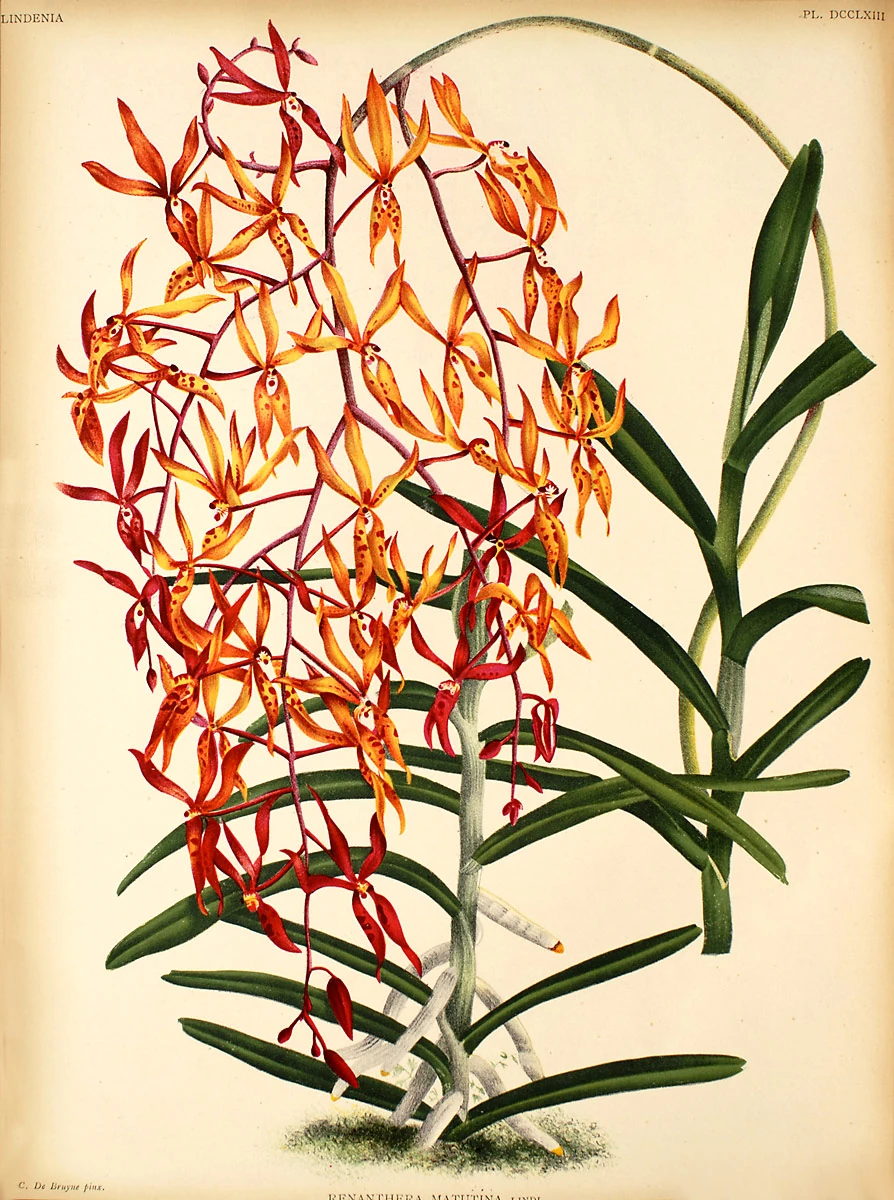 Renanthera | Orchids Wiki | Fandom