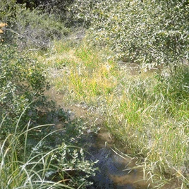 Cold Spring | Oregon Trail II Wiki | Fandom