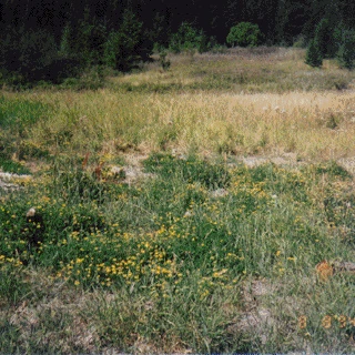 Truckee Meadows | Oregon Trail II Wiki | Fandom