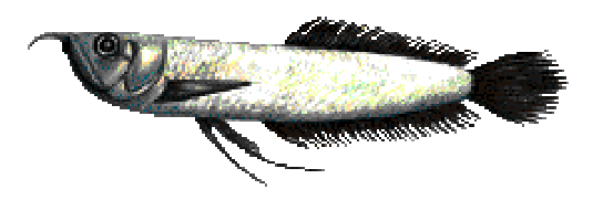 Category:Fish in Amazon Trail II & 3rd Edition | Oregon Trail Wiki | Fandom
