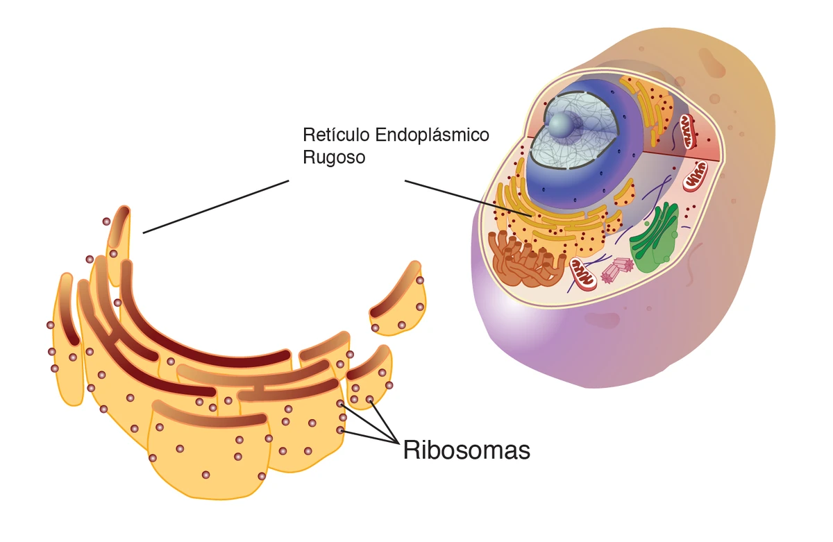 Ribosomas | Organelos celulares, descripción y función Wiki | Fandom