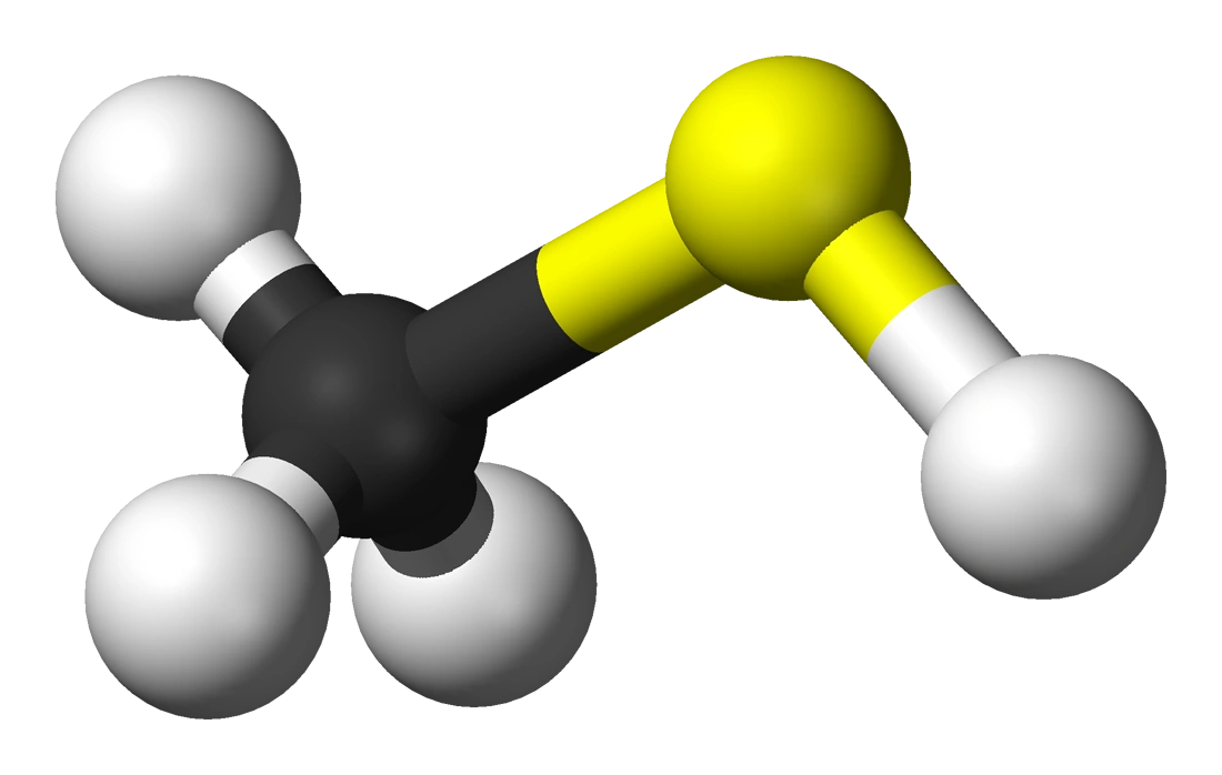 Metanotiol | Wiki Orgánica | Fandom