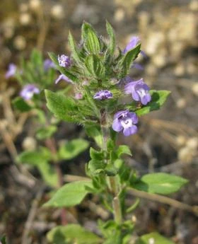 Acinos arvensis | Organism Wiki | Fandom