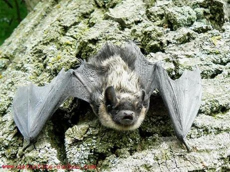 Vespertilio murinus | Organism Wiki | Fandom