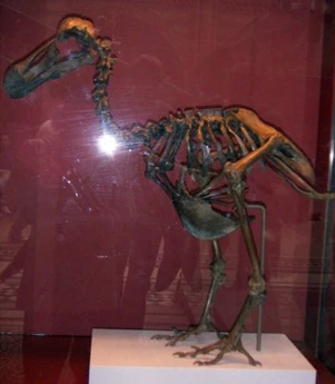 Raphus cucullatus | Organism Wiki | Fandom