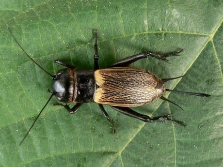 Gryllus campestris | Organism Wiki | Fandom