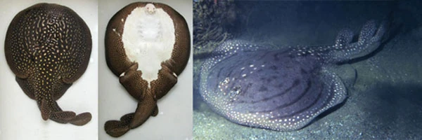 Electrolux addisoni | Organism Wiki | Fandom