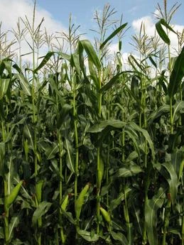 Zea mays | Organism Wiki | Fandom