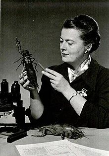 Alice Gray | Origami Wiki | Fandom