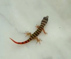 Venedict | Originality Wiki | Fandom