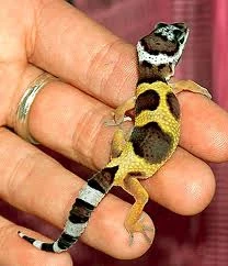 Laggo | Originality Wiki | Fandom