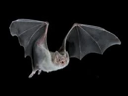 Batax | Originality Wiki | Fandom